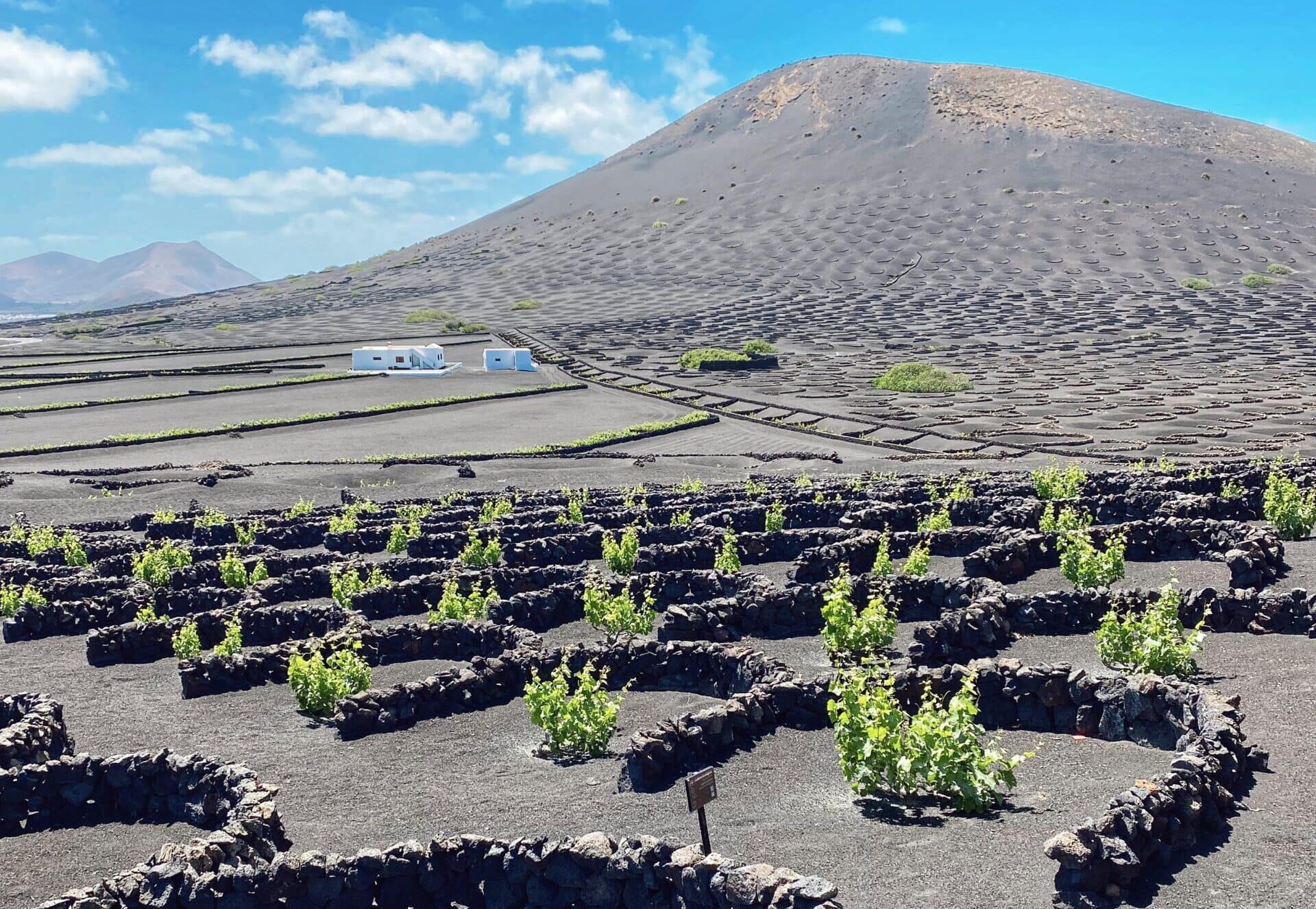 Descubre los mejores vinos en La Geria de Lanzarote